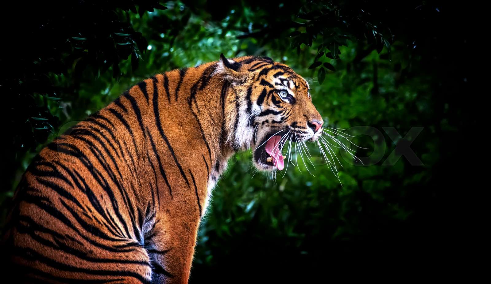 The Malayan tiger Panthera tigris tigris, he sits and roars with his ...