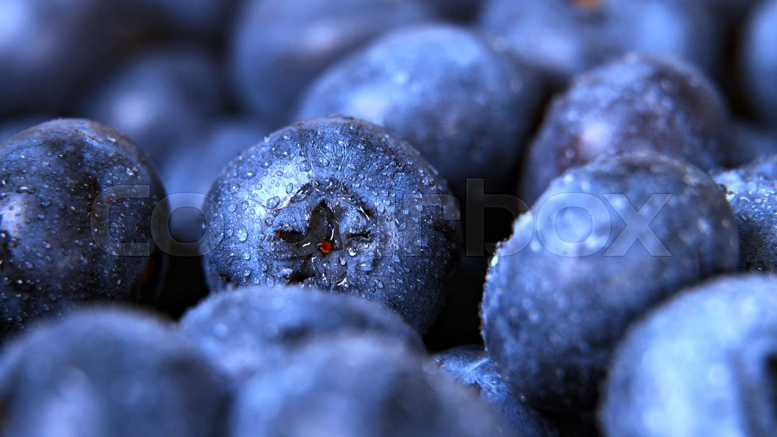 Macro shot of wet fresh blueberries. | Stock image | Colourbox