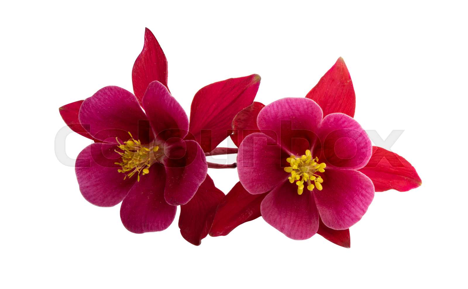 aquilegia flower isolated | Stock image | Colourbox