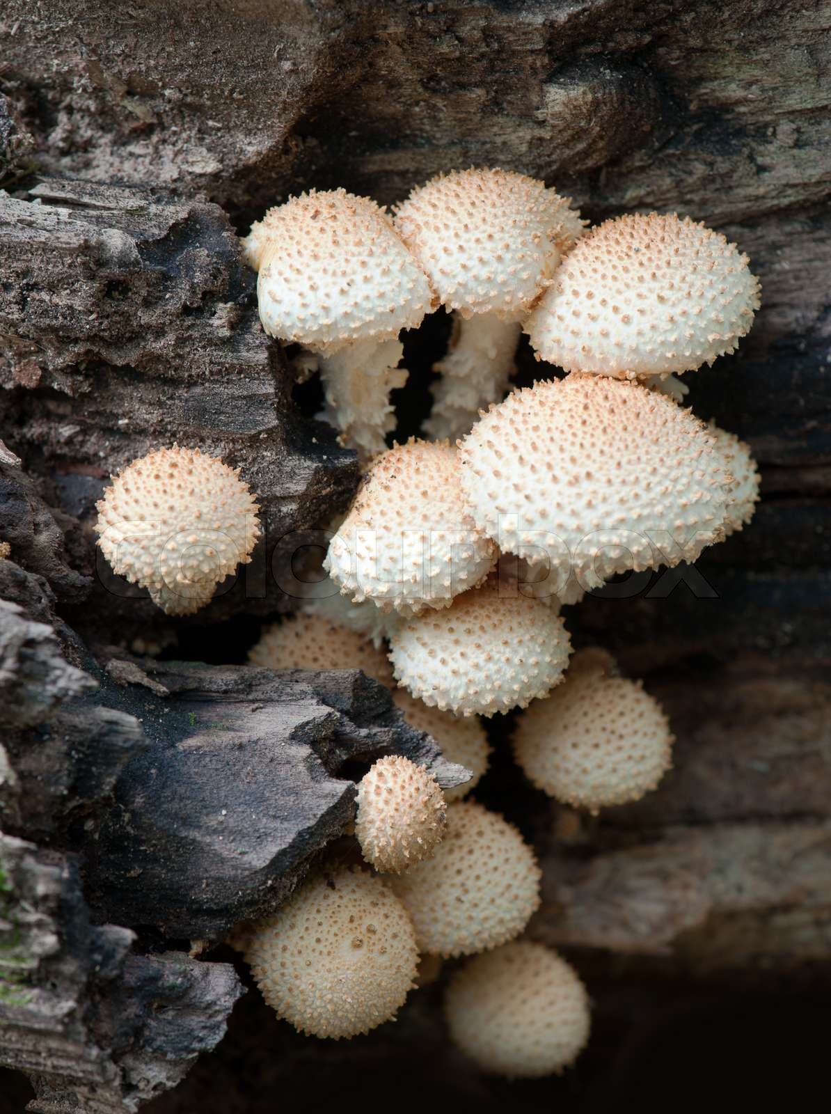 Basidiomycota Puffballs