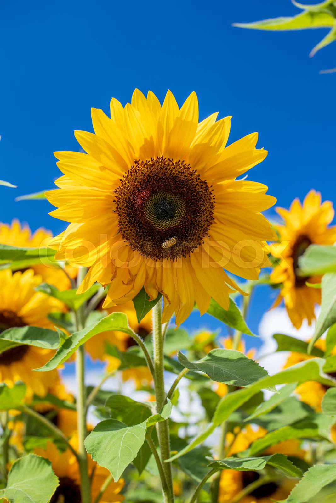 sunflower, blossom, bright | Stock image | Colourbox