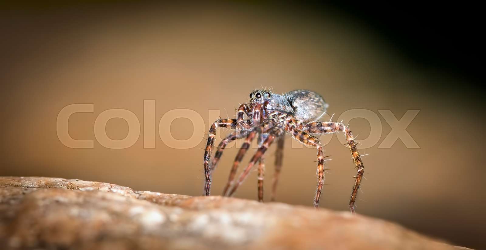 The zebra back spider Salticus scenicus is a common jumping spider of ...