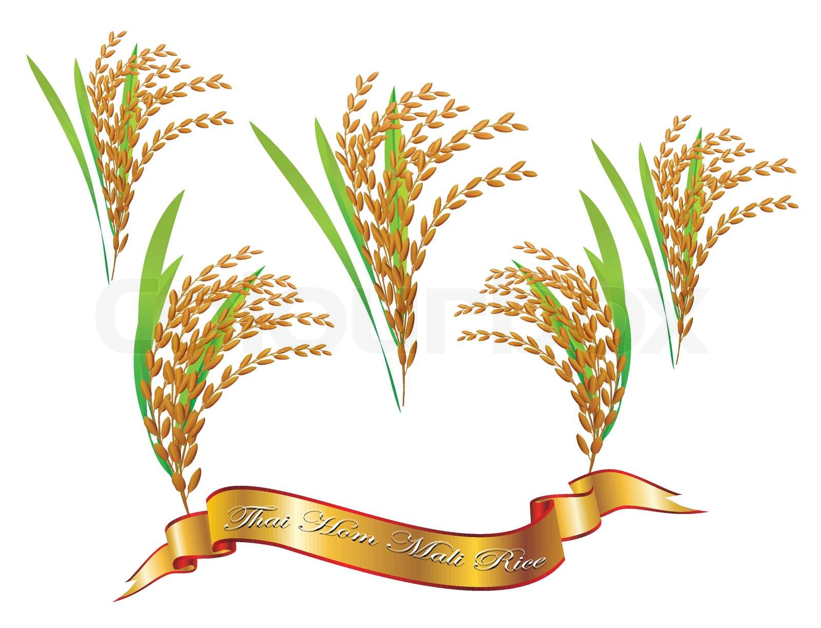 Isolated vector Thai white rice | Stock vector | Colourbox