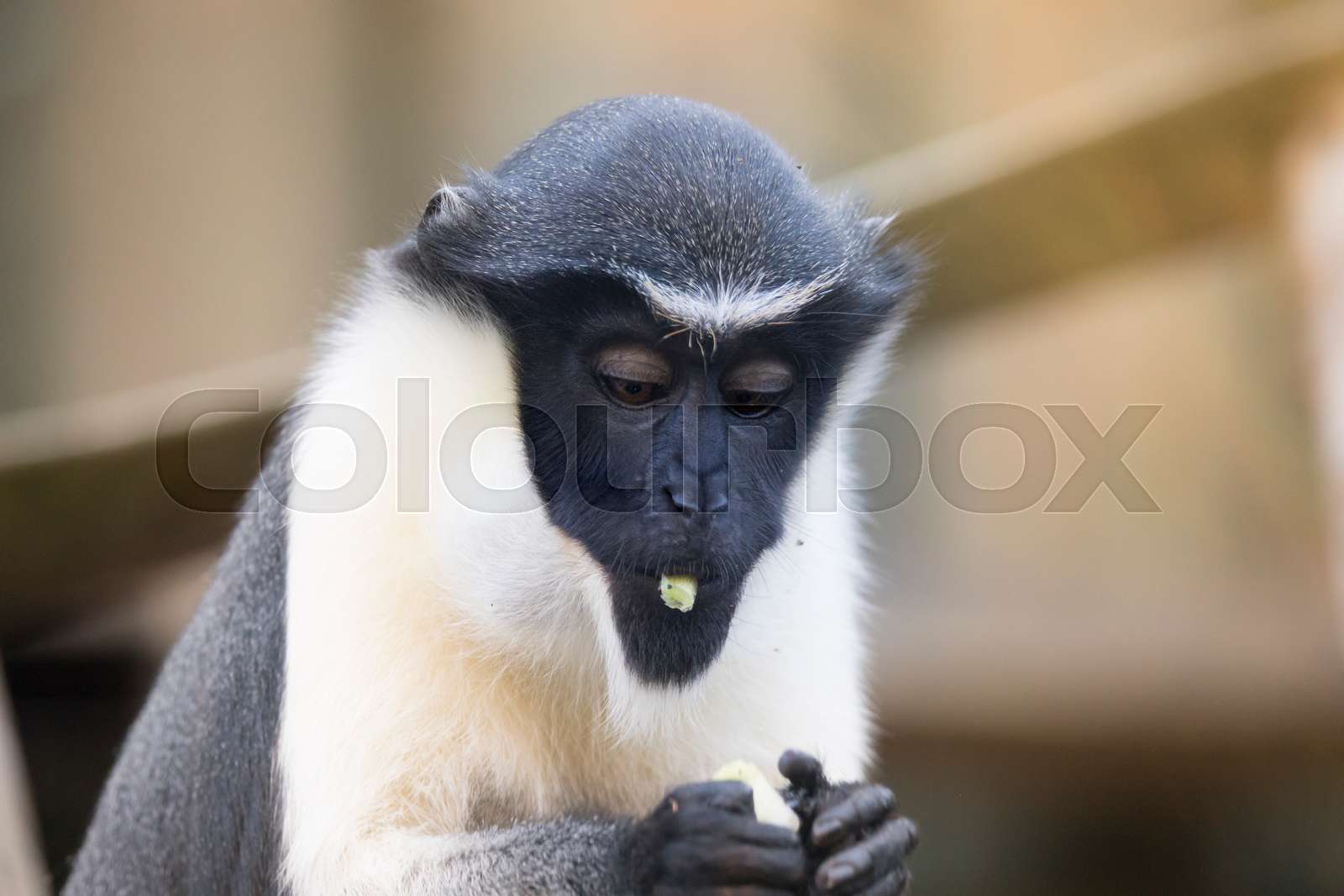 Diana monkey, Cercopithecus diana, scream, crescent-shaped browband ...