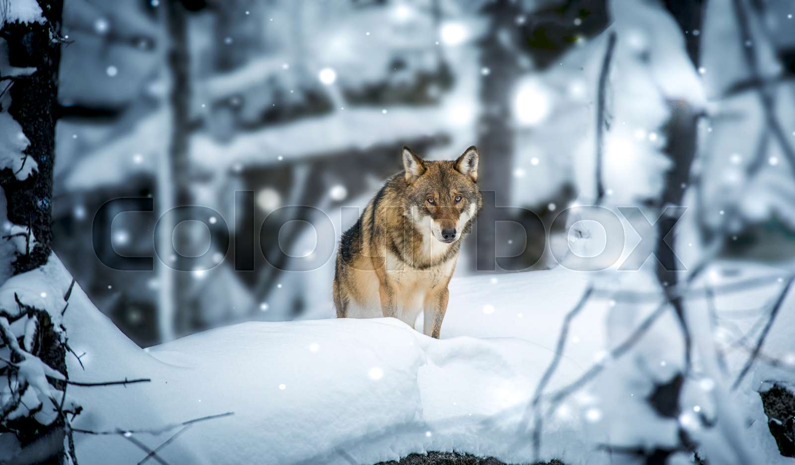 A lone Timber wolf or Grey Wolf Canis lupus walking in the falling ...