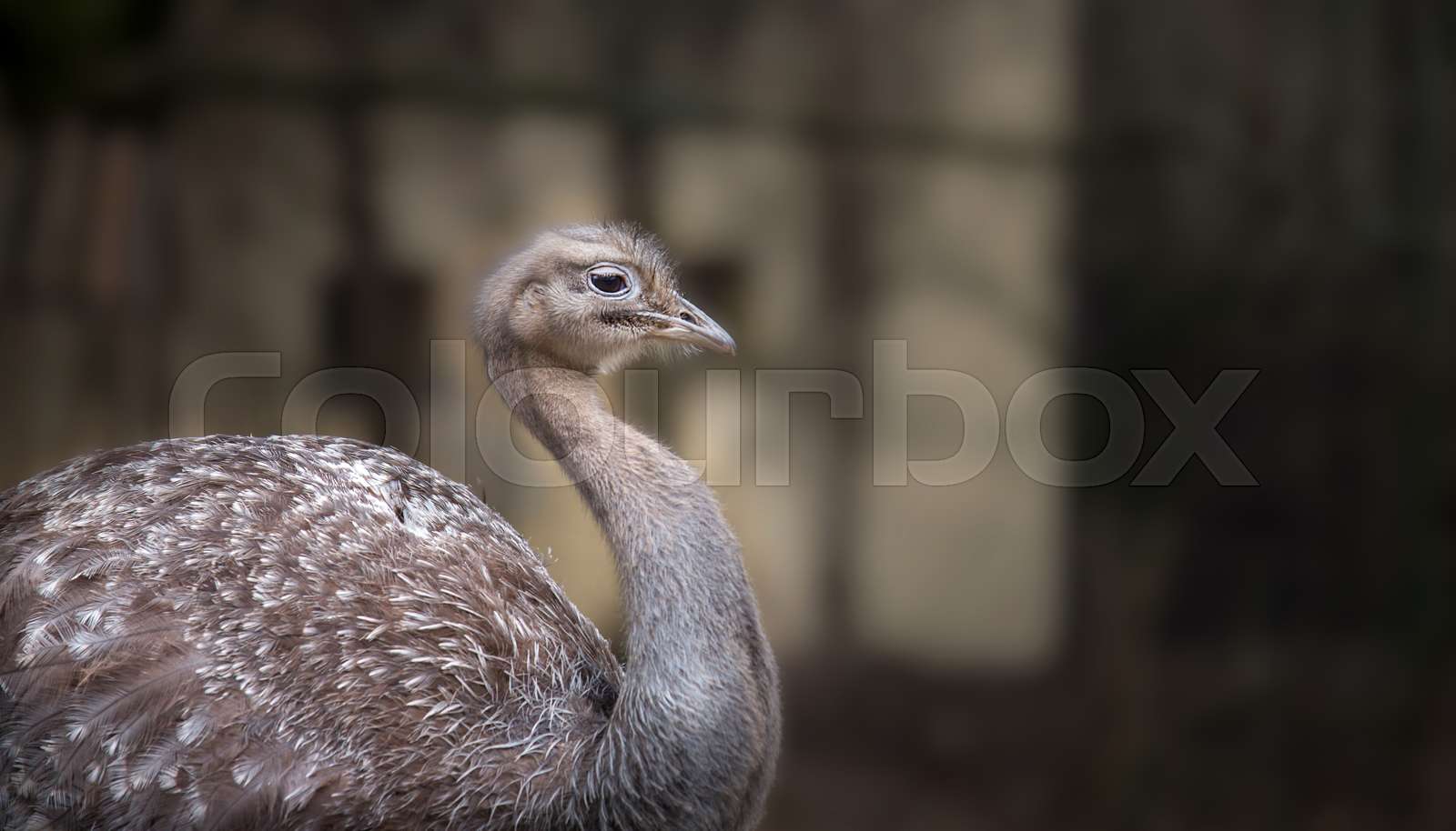 Darwin's rhea Rhea pennata, also known as the lesser rhea. | Stock ...