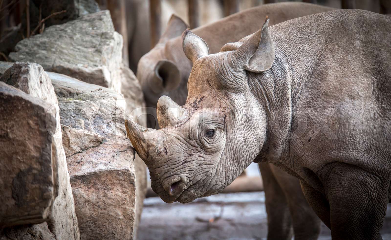 white rhino, are critically endangered species, rhinoceros | Stock ...