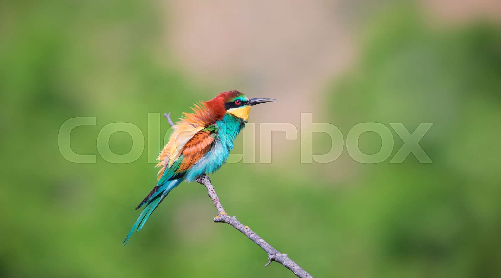 Beauty of birds, portrait of Golden bee eater Merops apiaster | Stock ...