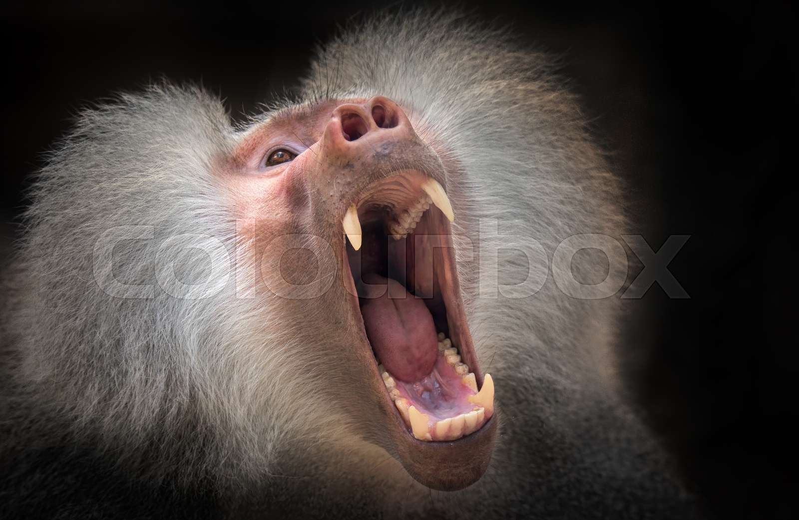 Papio hamadryas or the baboon roars with its mouth open, sharp teeth ...