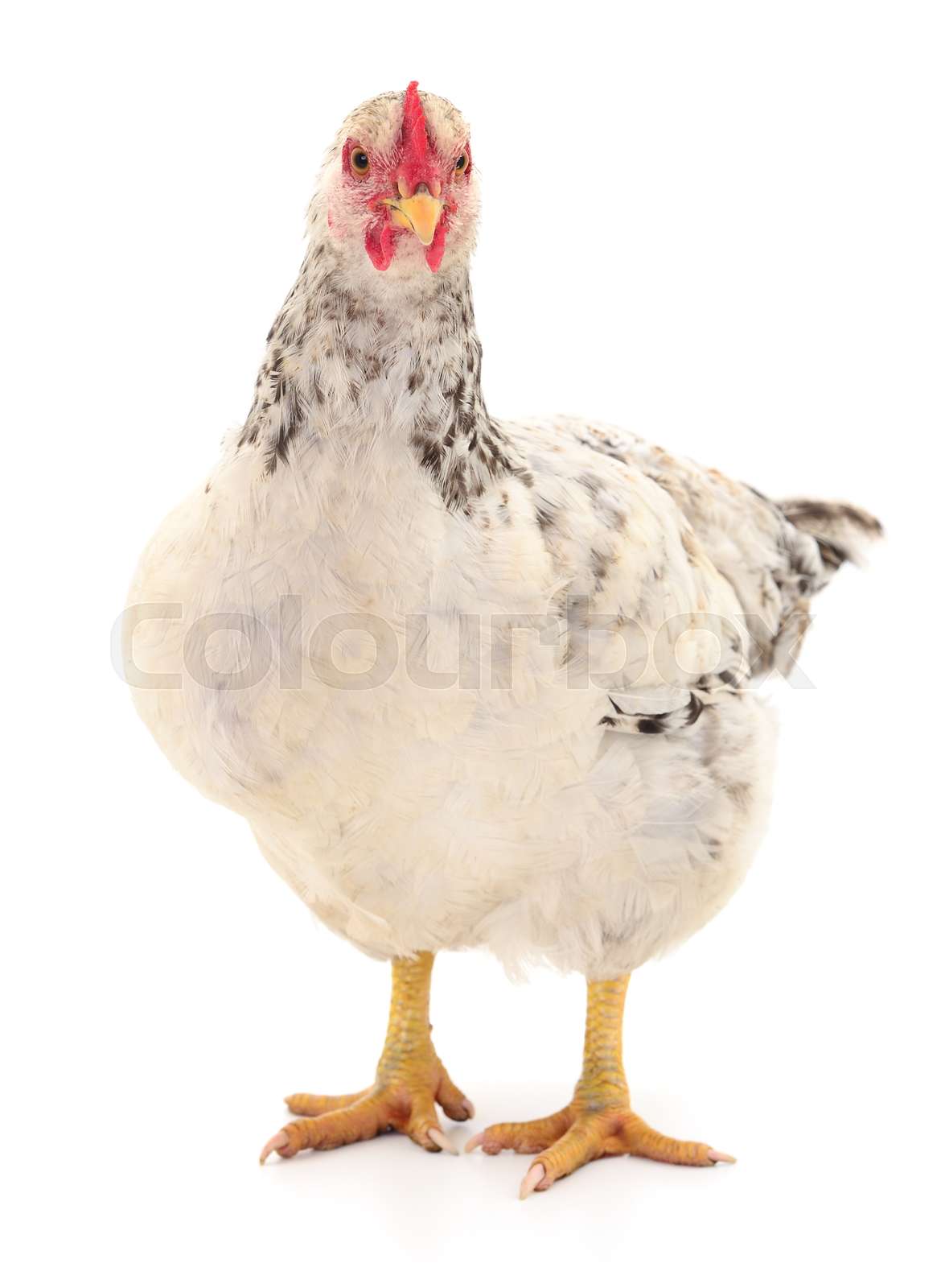 white hen isolated. | Stock image | Colourbox