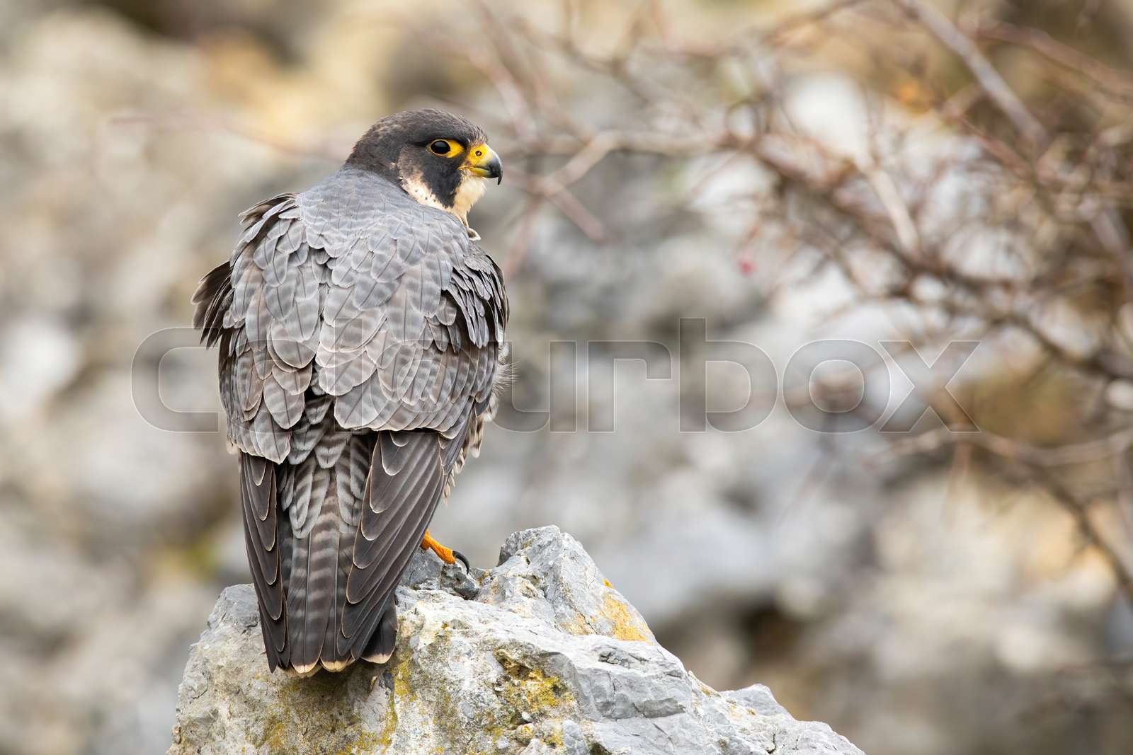 Dominant peregrine falcon standing on rock from back. | Stock image ...
