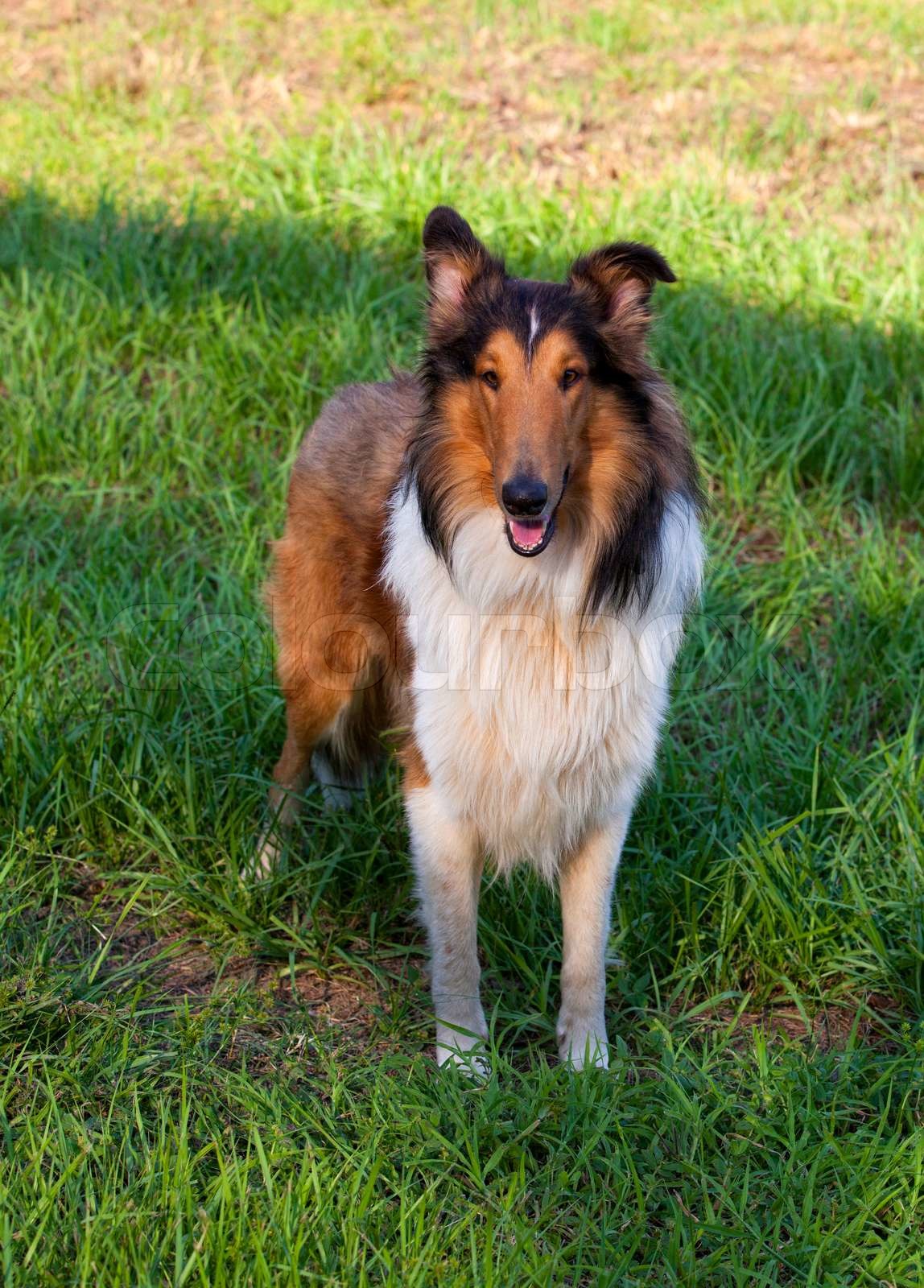 Rough collie - Scottish shepherd | Stock image | Colourbox