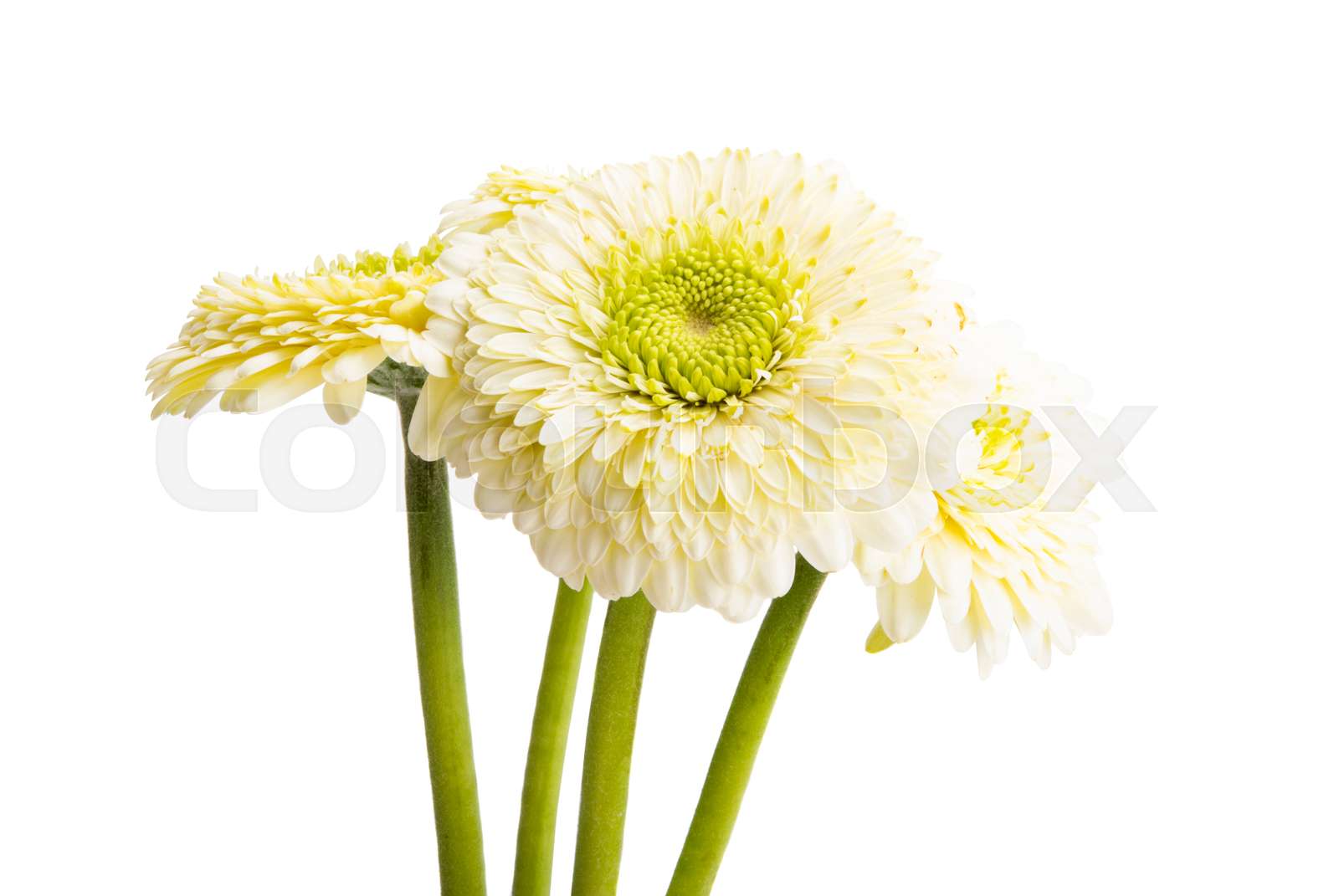 gerbera pomponi isolated | Stock image | Colourbox