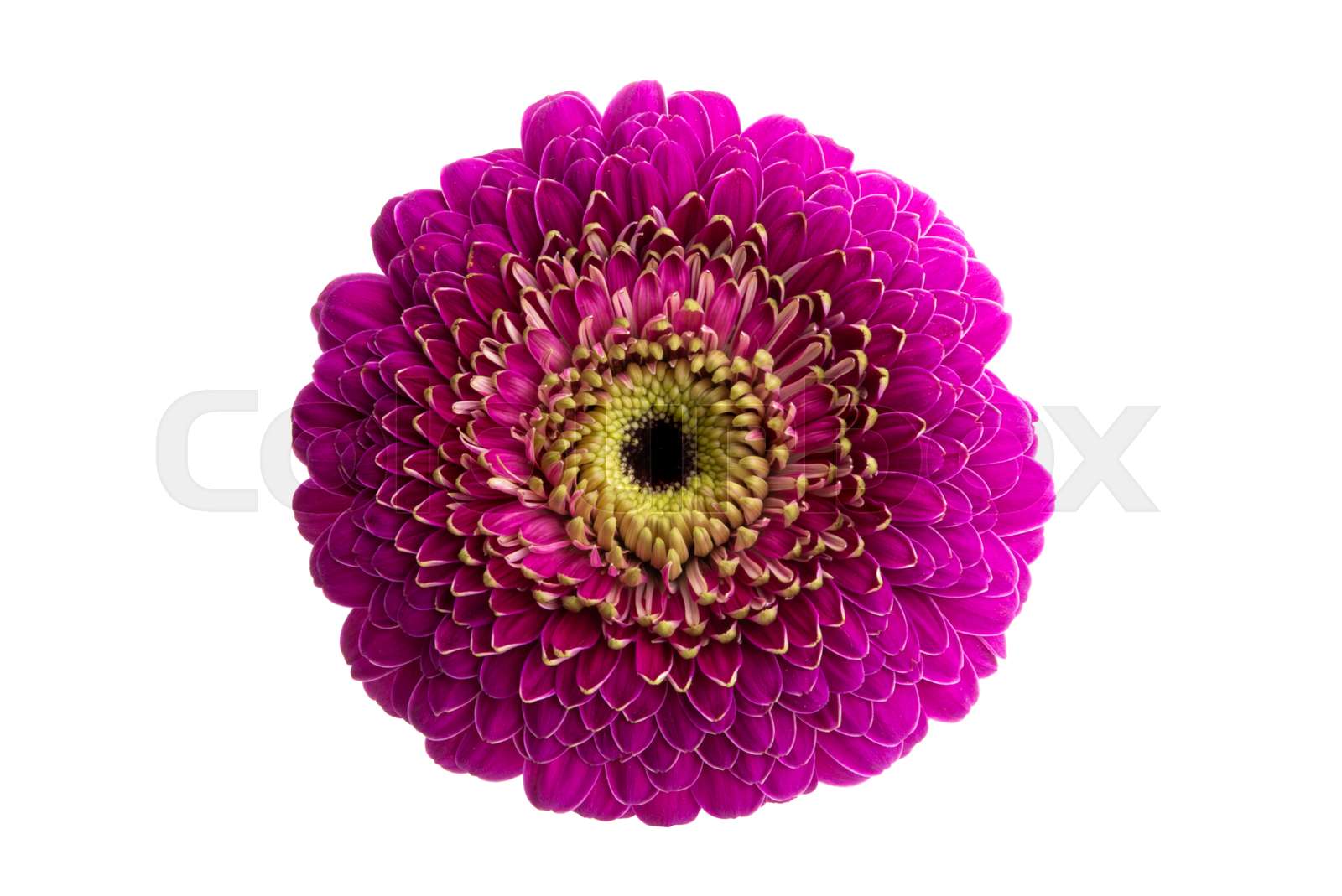 gerbera pomponi isolated | Stock image | Colourbox