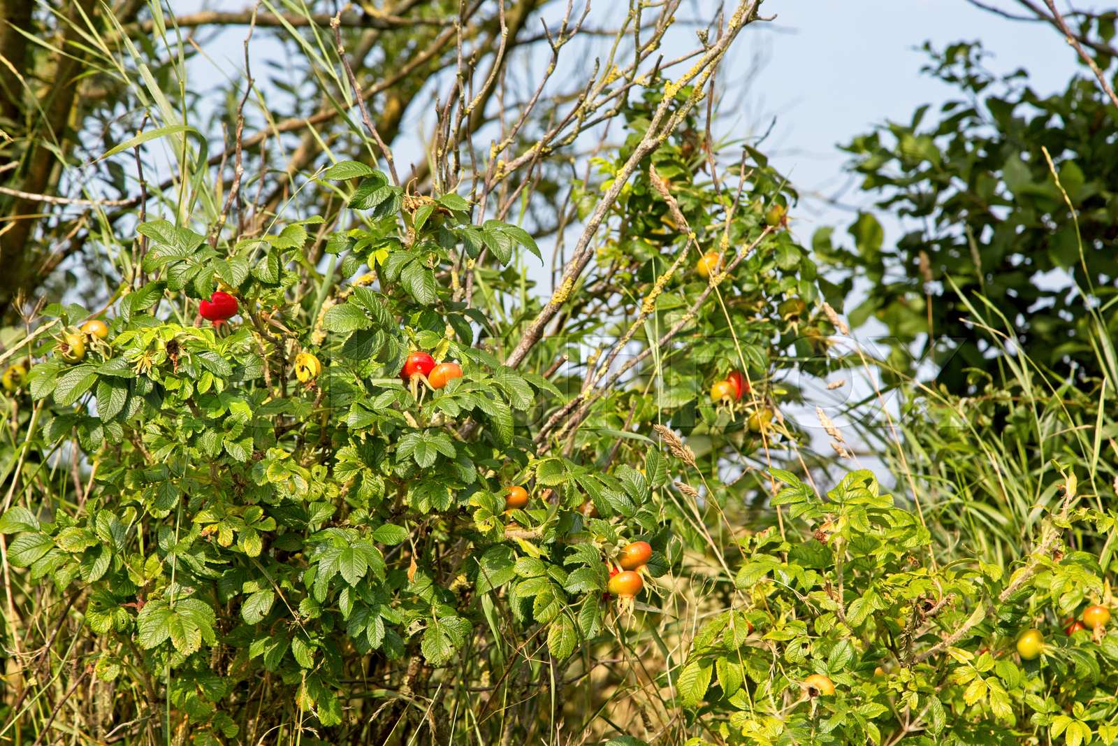 rose, hyben, busk | Stock foto | Colourbox