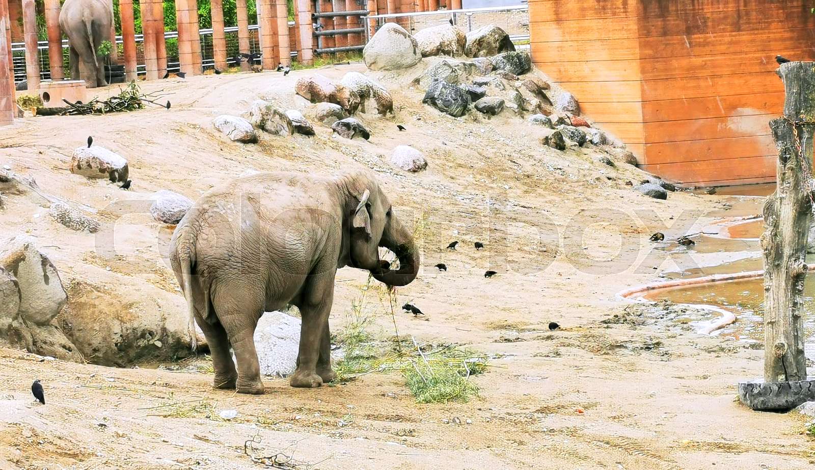 Elefant i København Zoo spiser hø | Stock foto | Colourbox