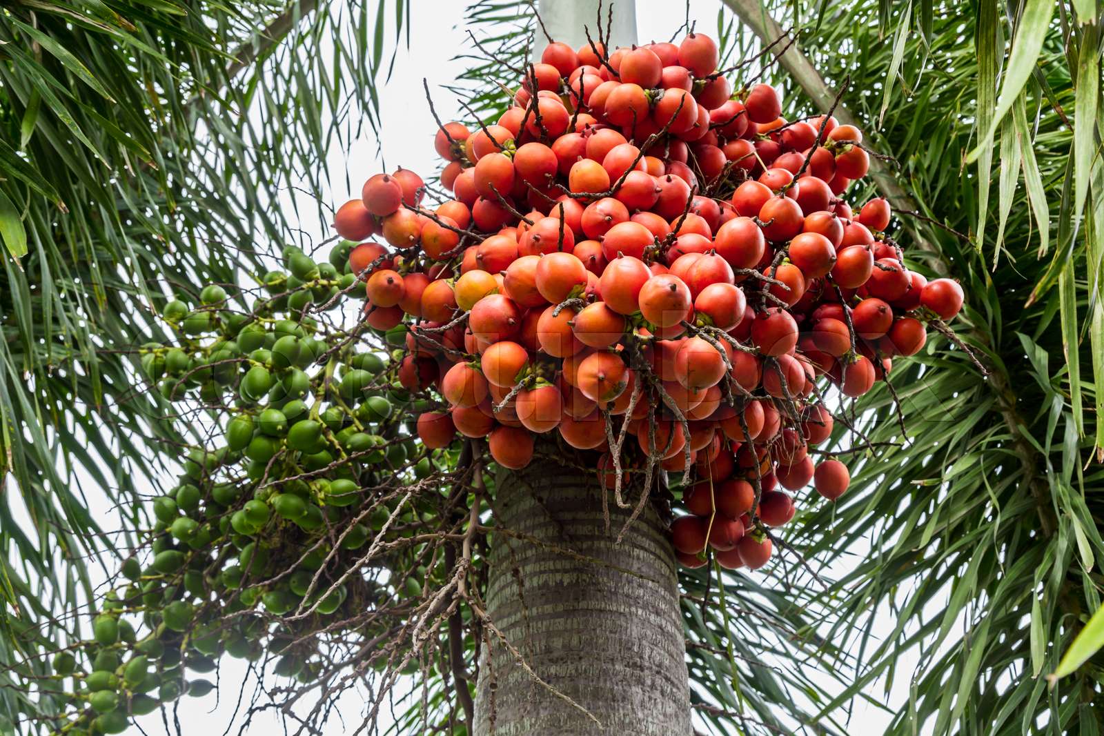 Areca catechu (Areca nut palm, Betel Nuts) ; showing produce on high ...