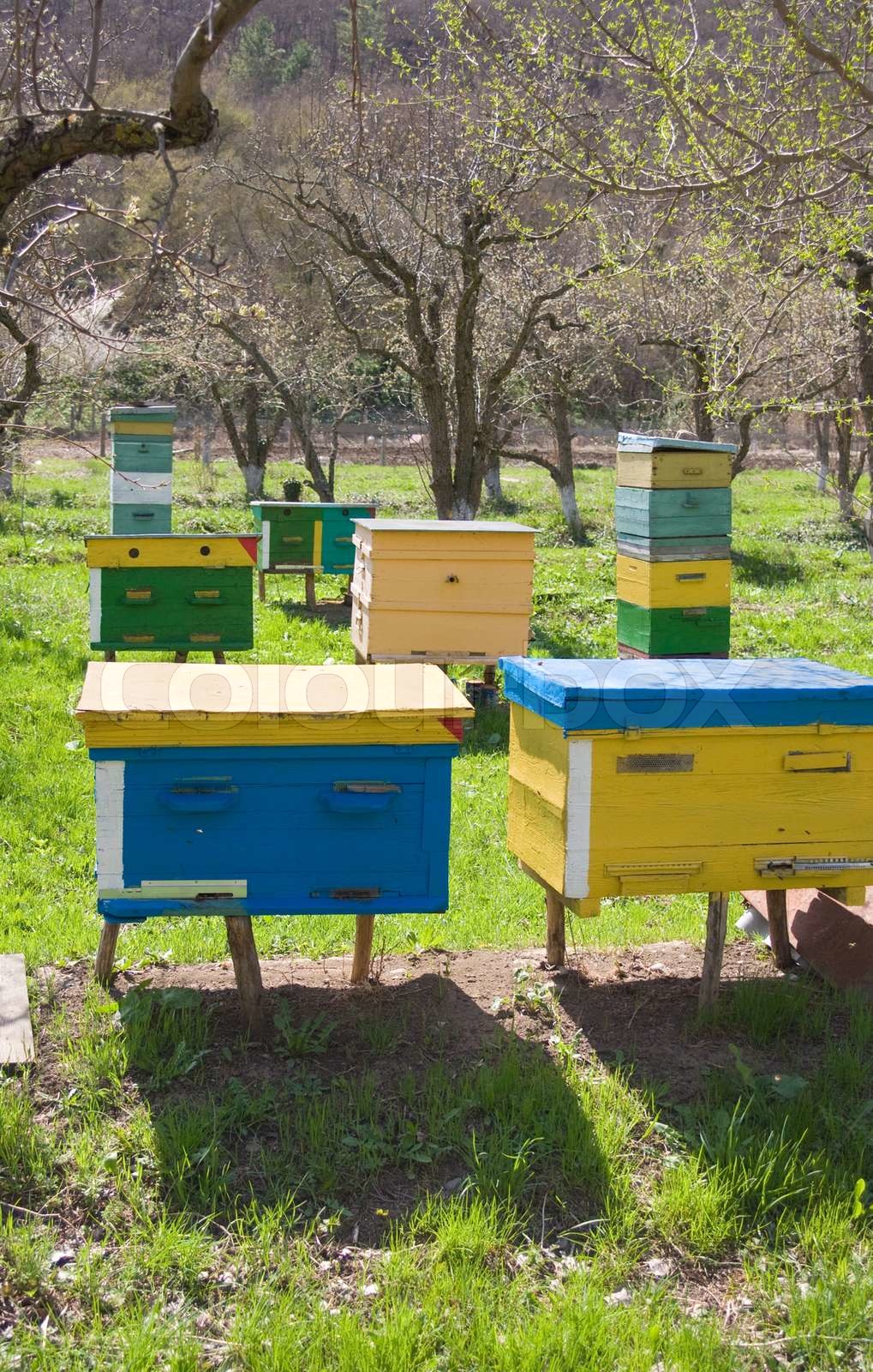 verschiedene Arten von Bienenstöcke aufgestellt im Garten | Stock Bild ...