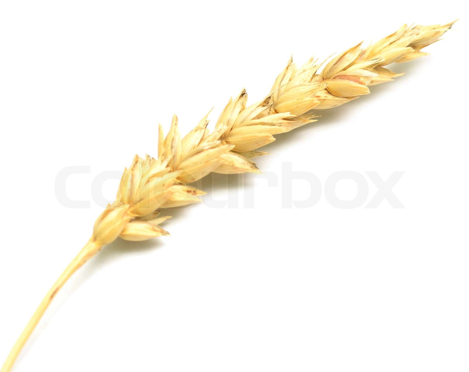 Single Wheat