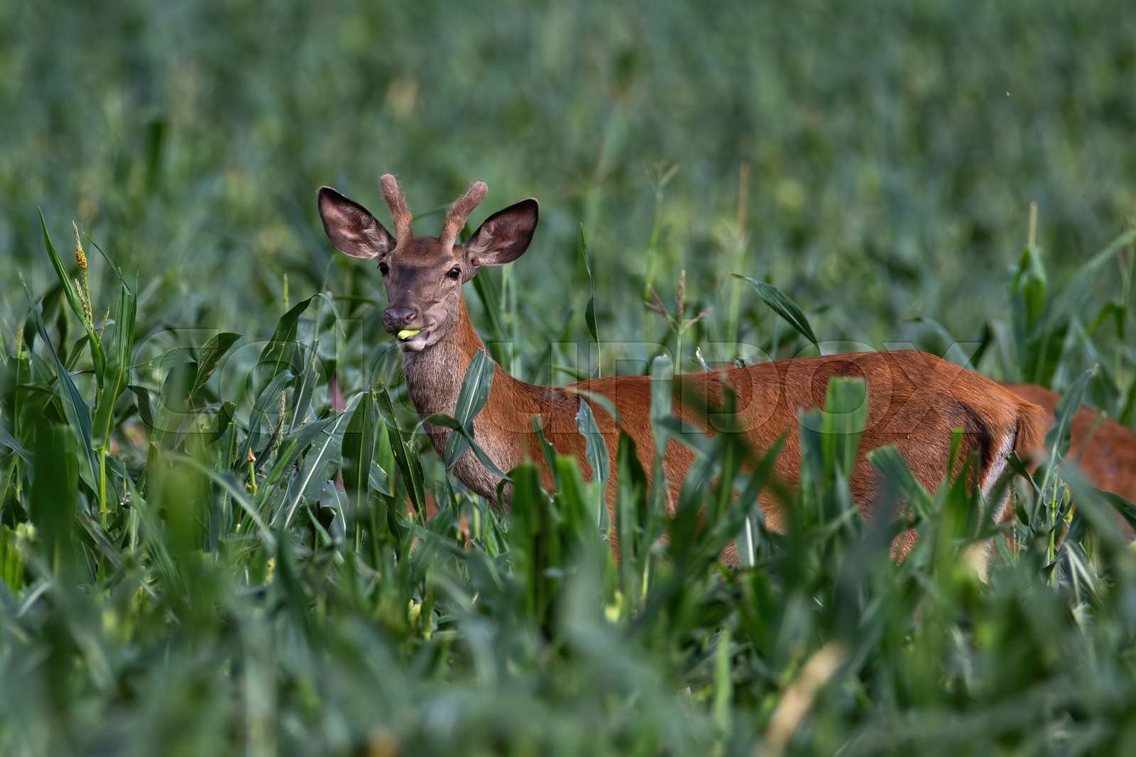 Young red deer standing in corn field in summertime nature. | Stock ...