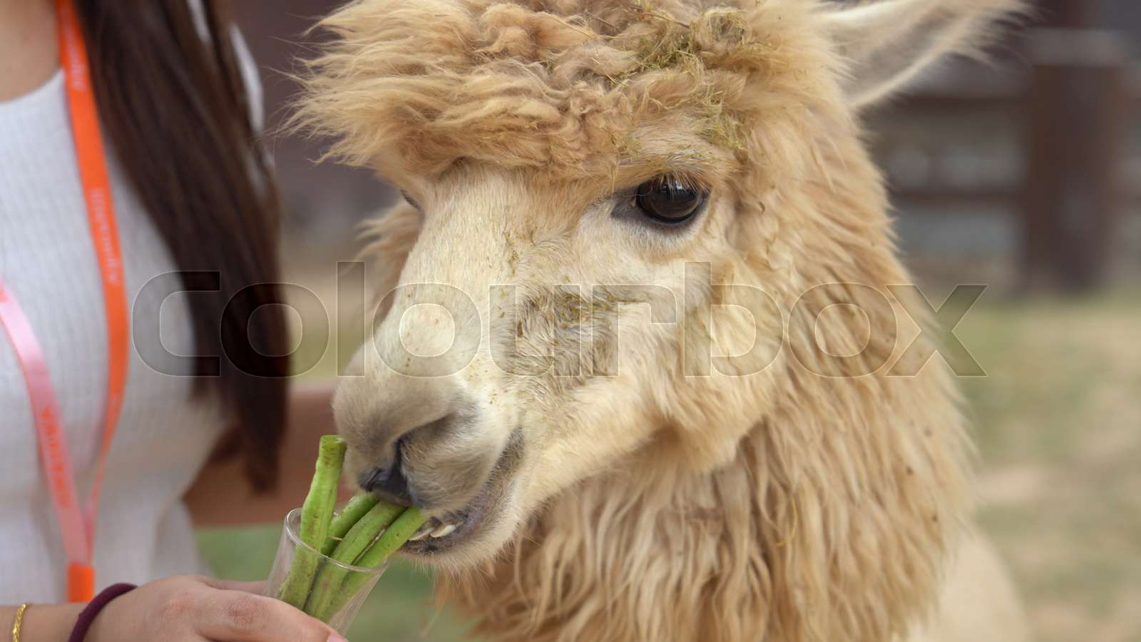 Alpaca chewing glass, feeding alpacas | Stock image | Colourbox