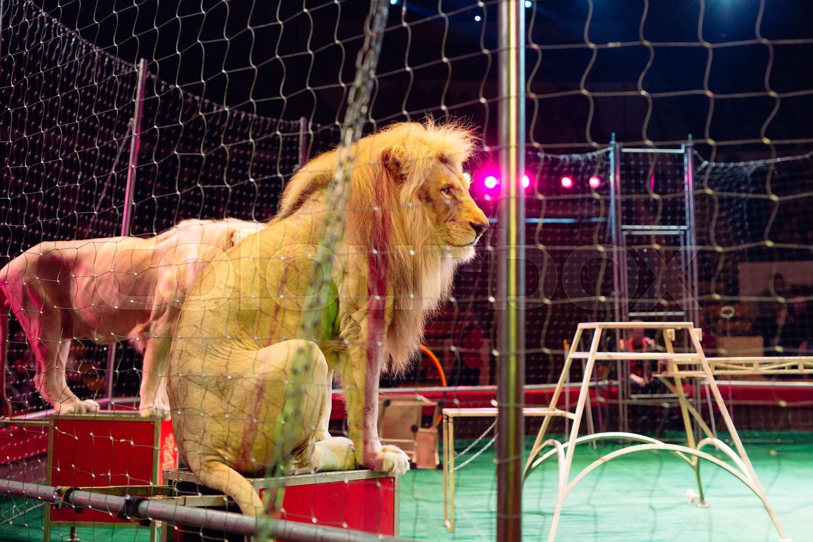 Lion in a circus cage, circus performance | Stock image | Colourbox