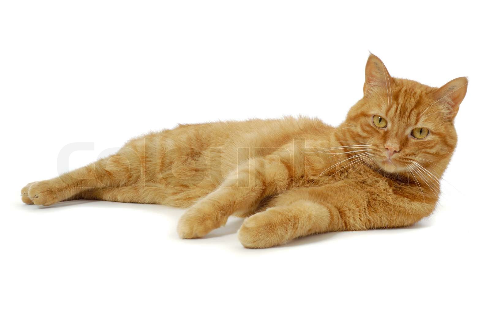 Red cat | Stock image | Colourbox