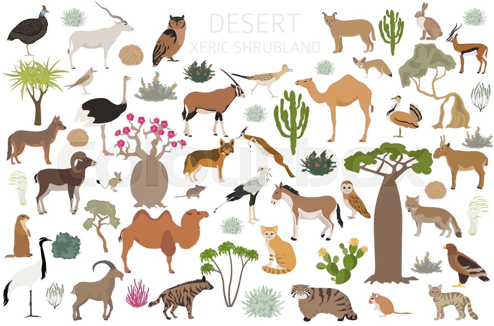 Desert Ecosystem Animals