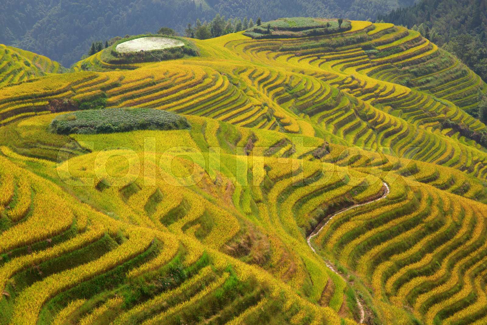 Longji Rice Terraces | Stock image | Colourbox