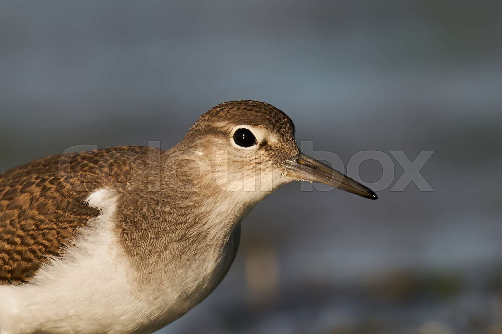 Common sandpiper (Actitis hypoleucos) | Stock image | Colourbox