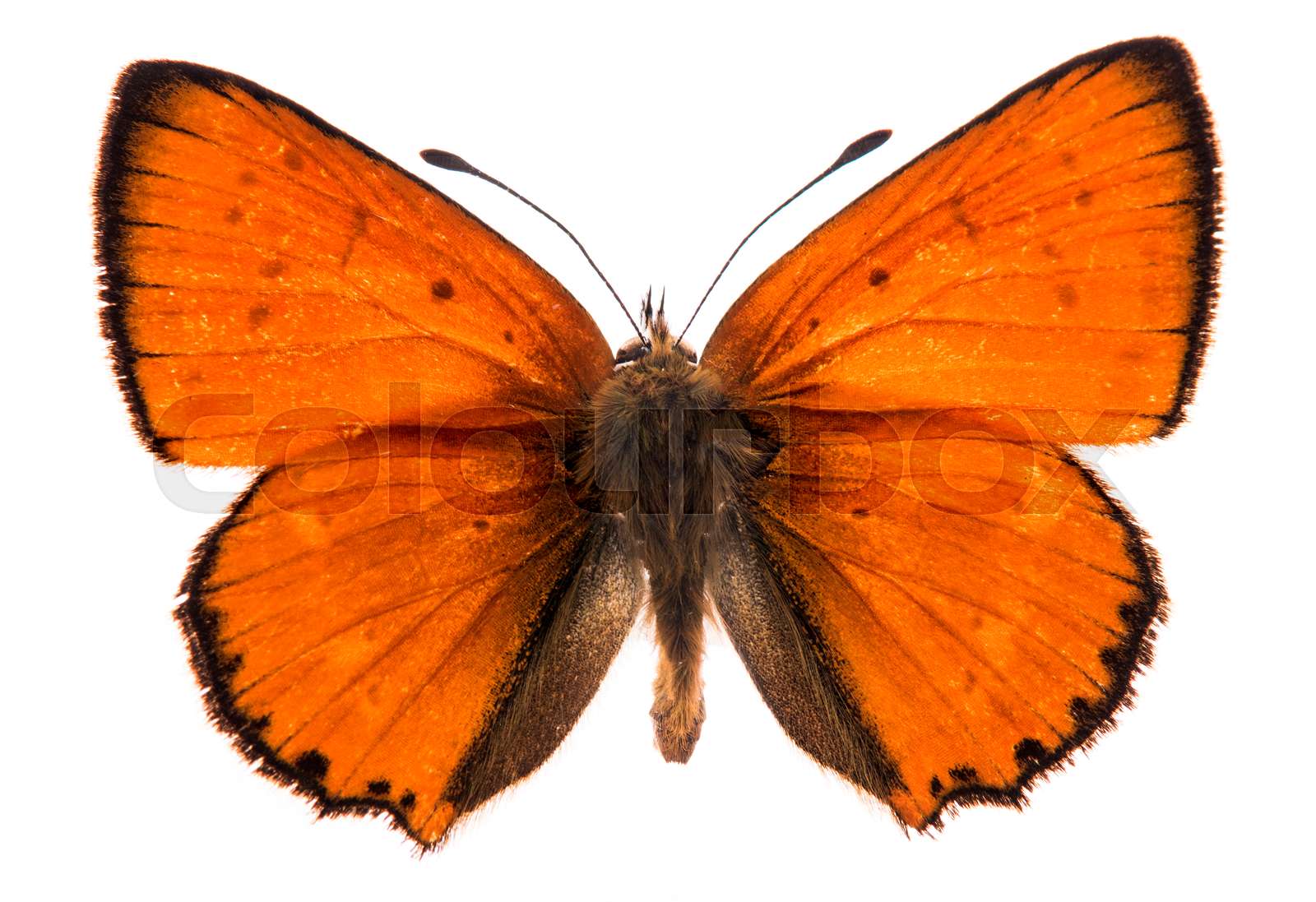 Male large copper butterfly isolated | Stock image | Colourbox
