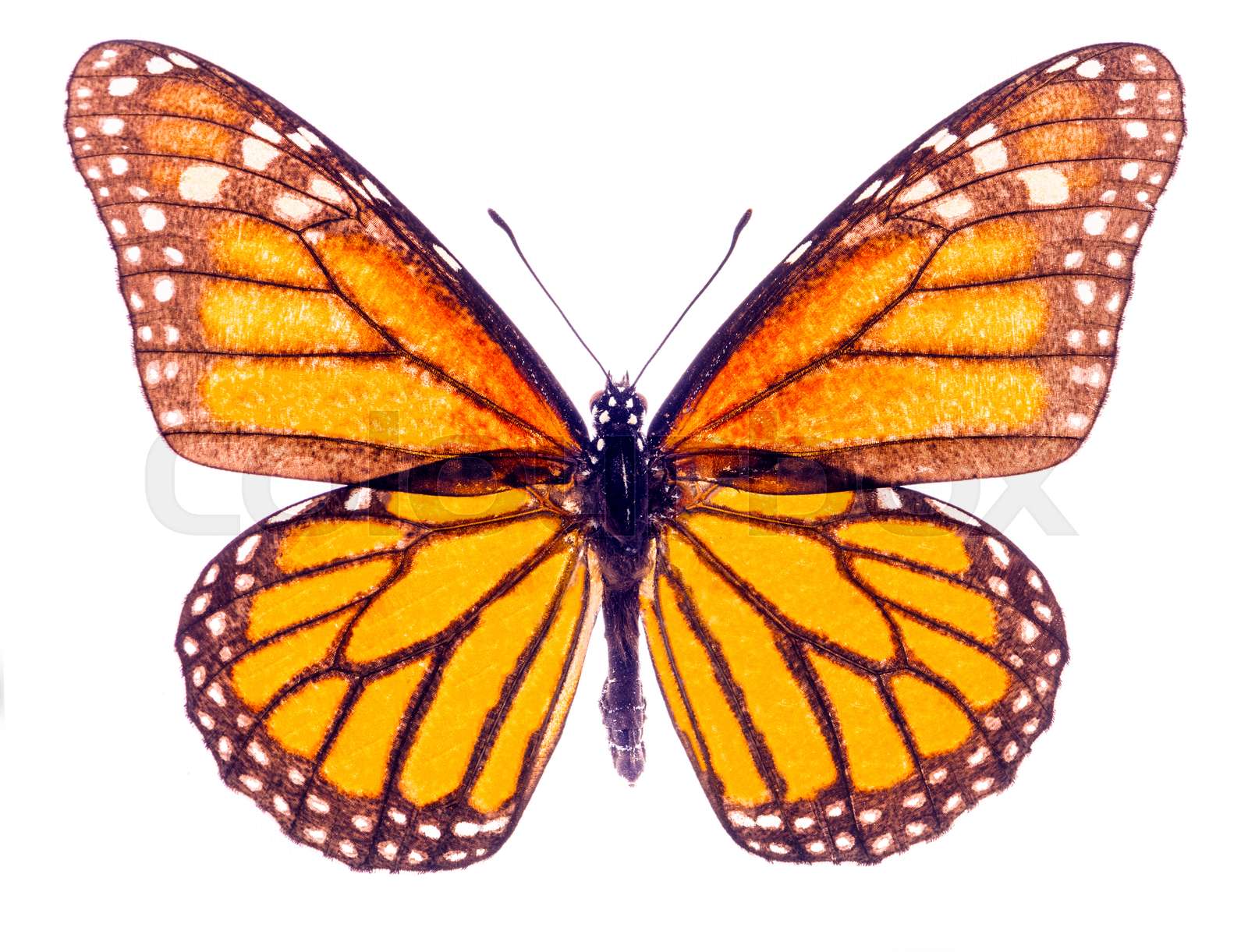 Monarch butterfly isolated | Stock image | Colourbox