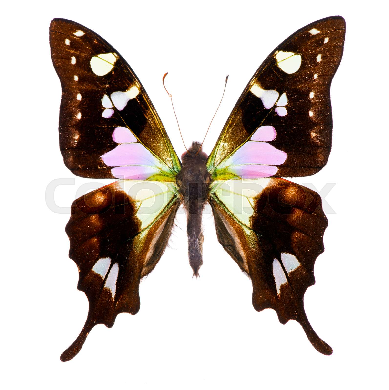 Purple spotted swallowtail isolated | Stock image | Colourbox