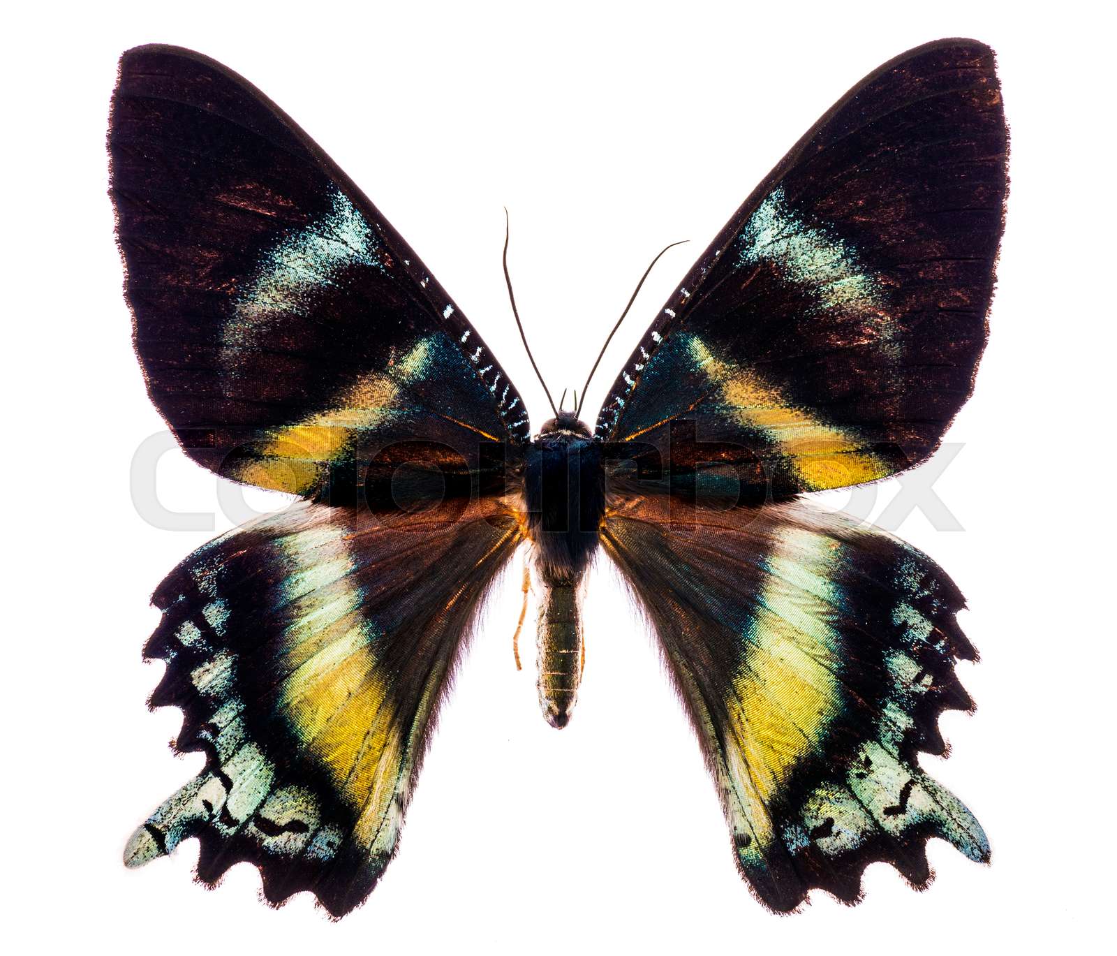 Alcides orontes tropical butterfly isolated | Stock image | Colourbox