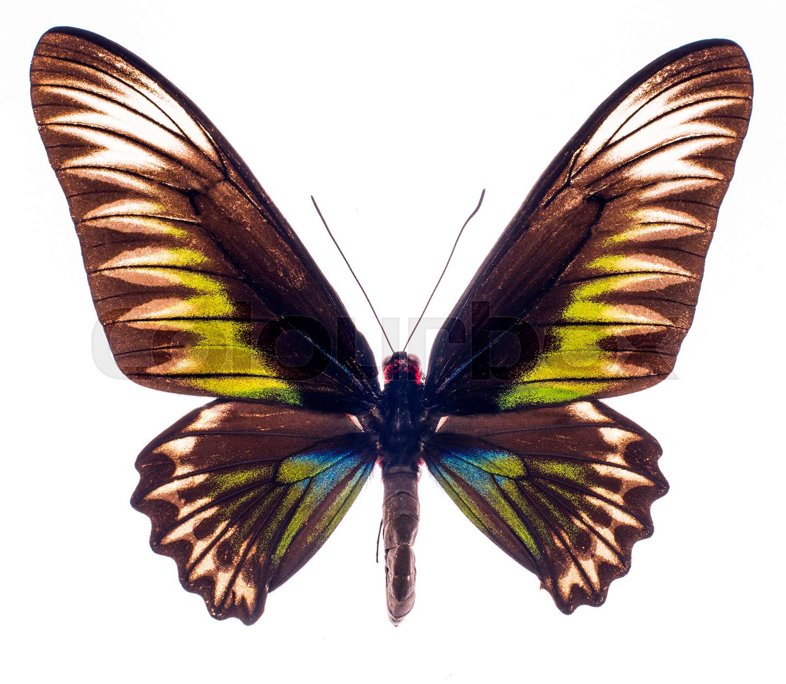 Rajah Brooke's birdwing isolated on white | Stock image | Colourbox