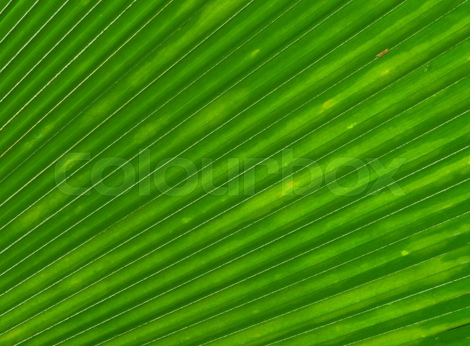 Palm leaf | Stock image | Colourbox