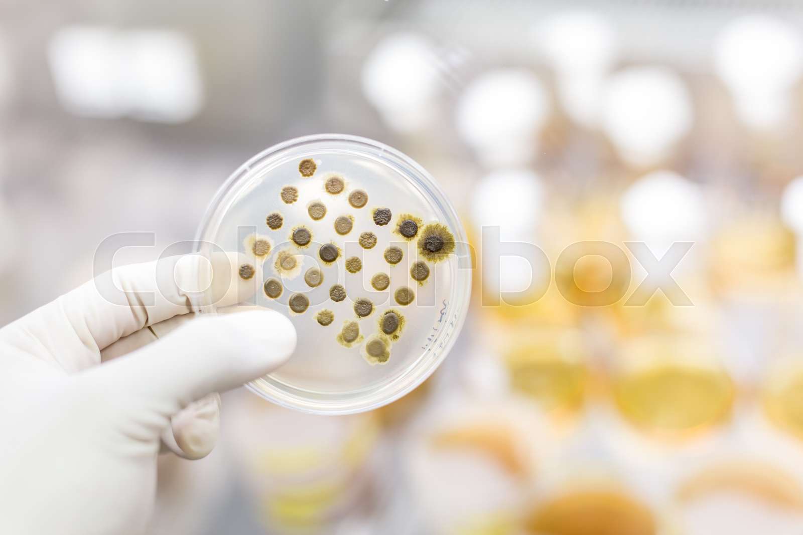 Scientist growing bacteria in petri dishes on agar gel as a part of ...