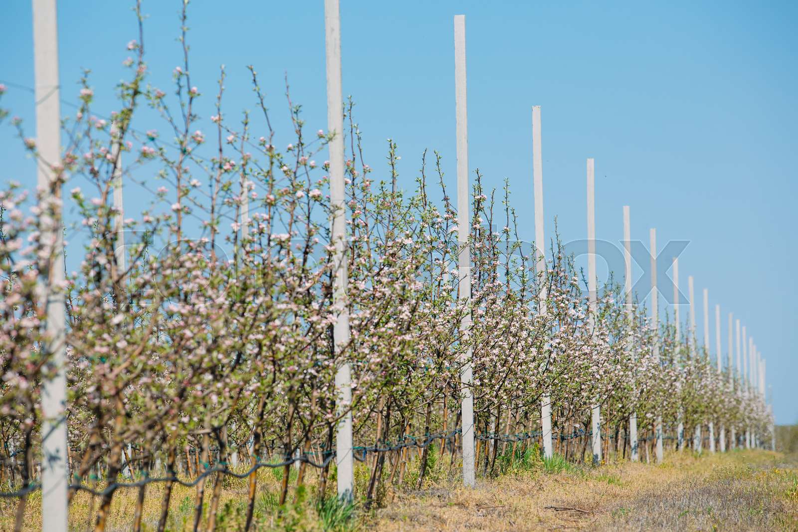 Apple orchard garden in springtime with rows of trees with blossom ...