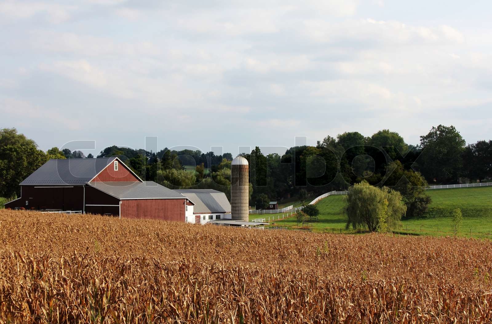 Red Farmhouse and Corn Field | Stock image | Colourbox