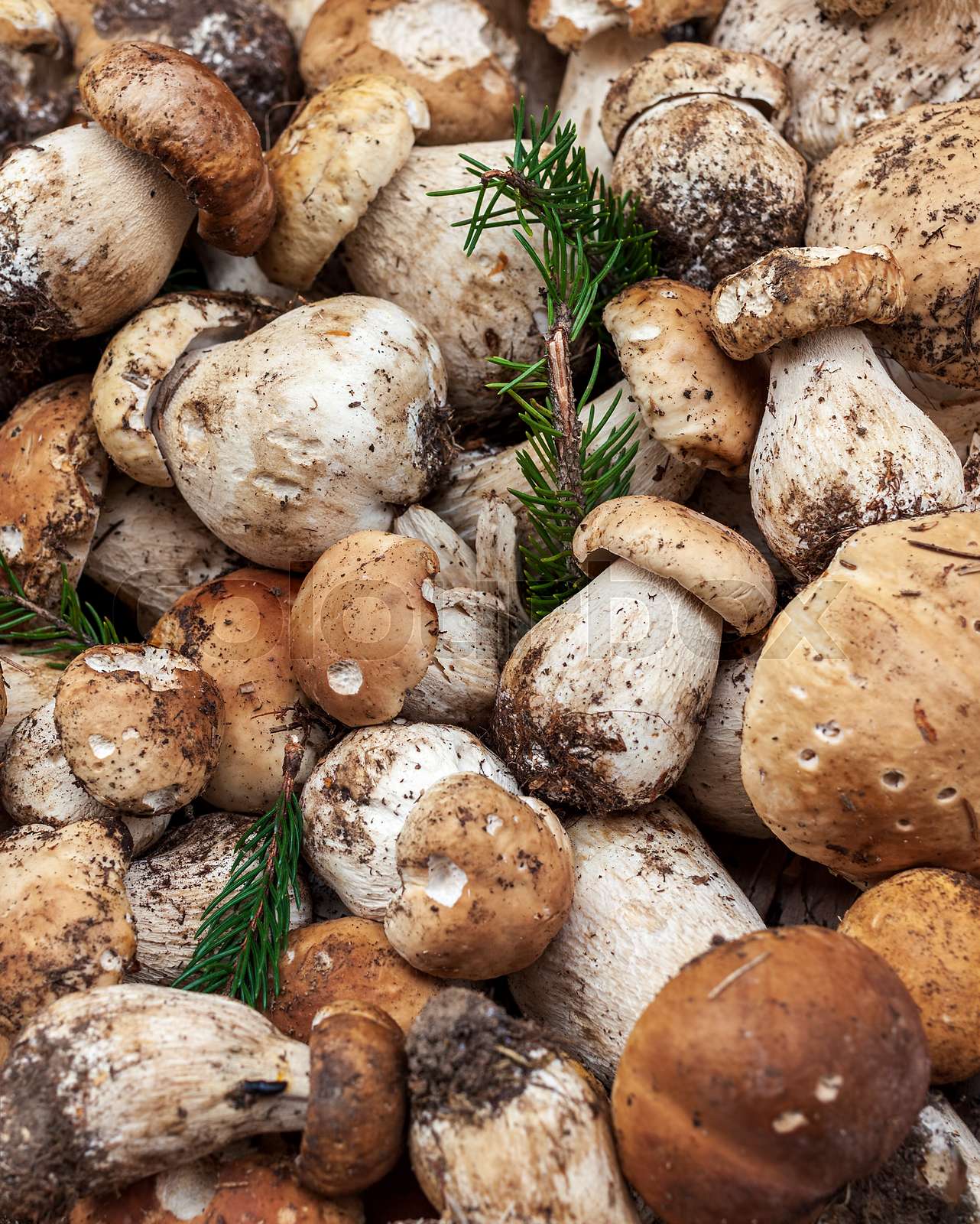Fresh porcini mushrooms. | Stock image | Colourbox