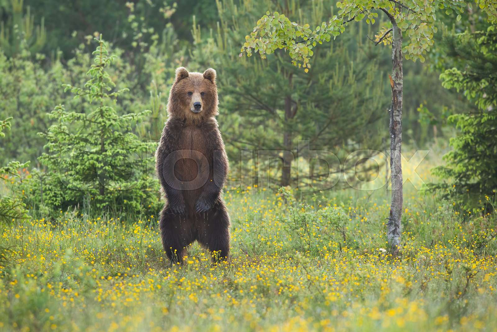 Impressive brown bear standing upright on glade in forest in summer ...
