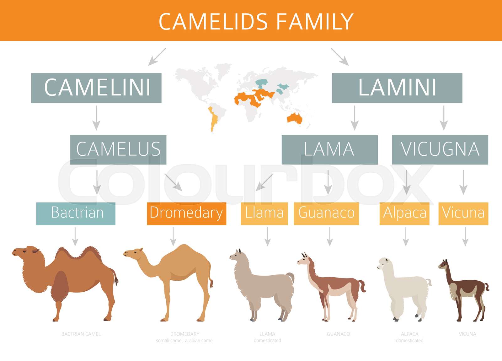 Camelids family collection. Camels and llama infographic design | Stock ...