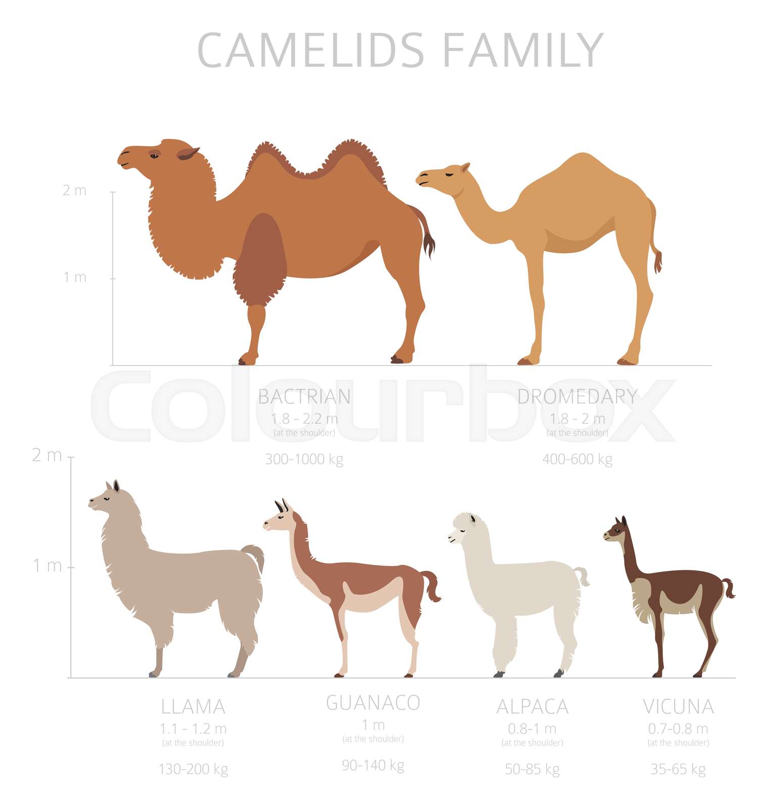 Camelids family collection. Camels and llama infographic design | Stock ...