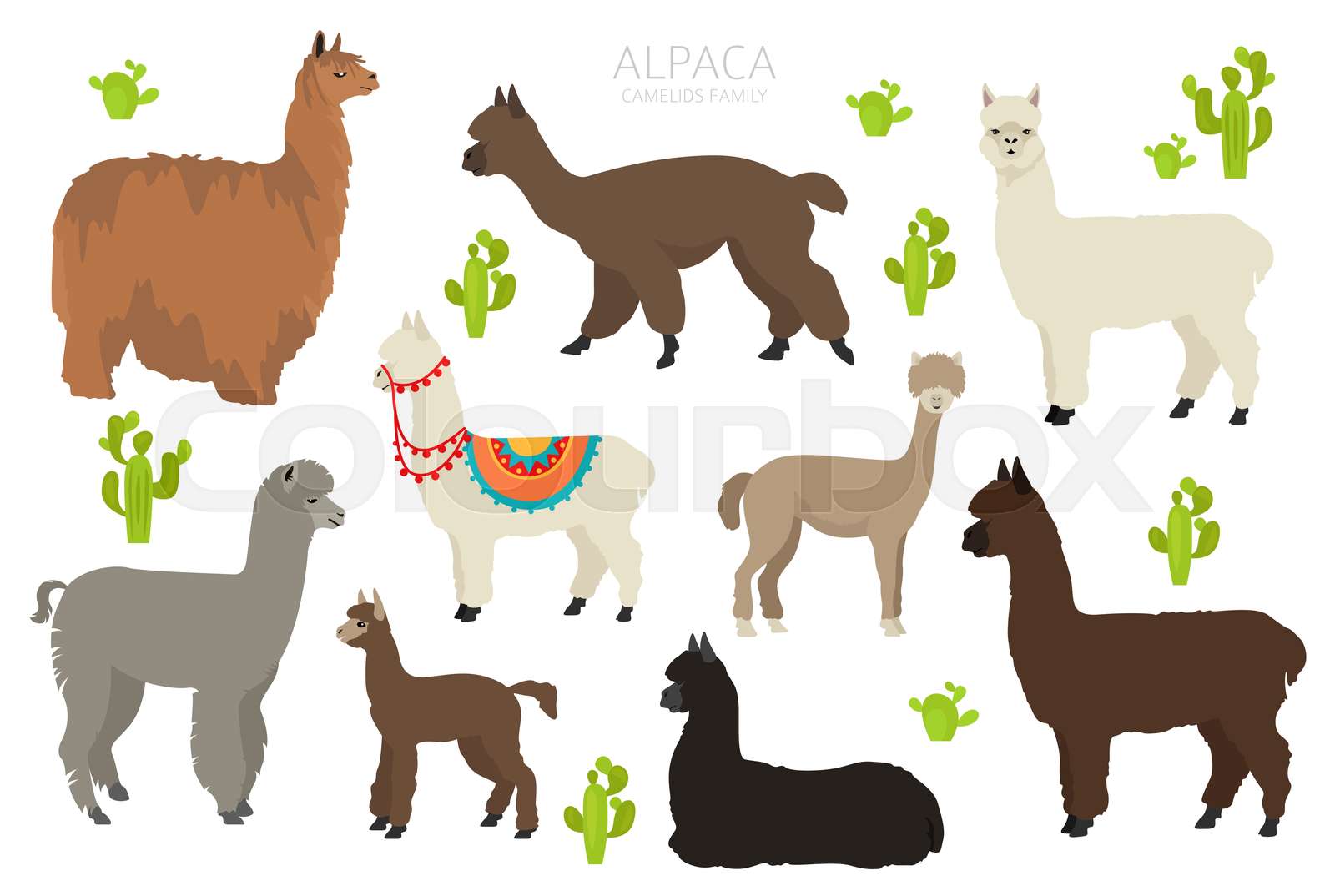 Camelids family collection. Alpaca graphic design | Stock vector ...
