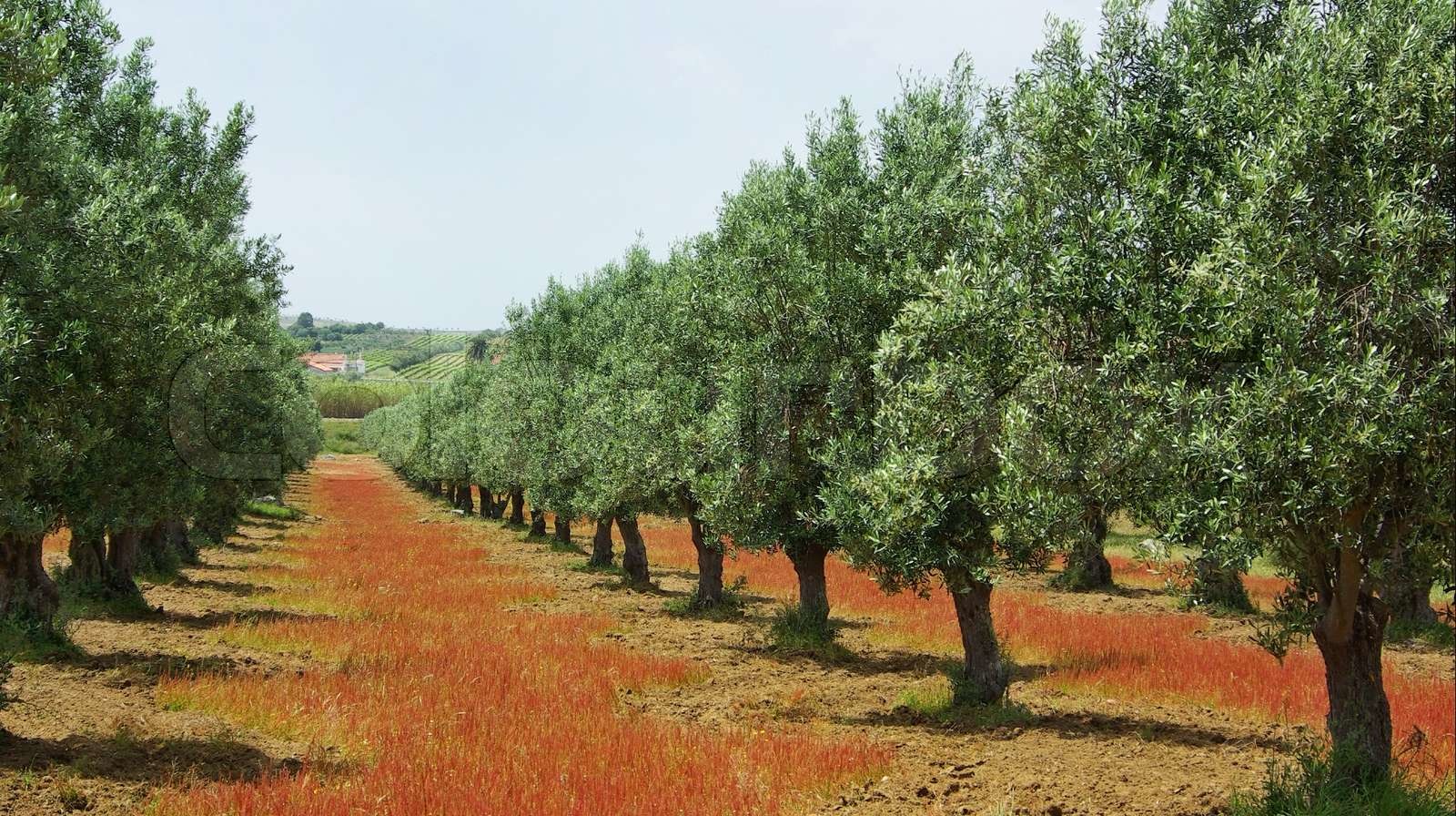 Olives tree in colored field at Portugal. | Stock image | Colourbox