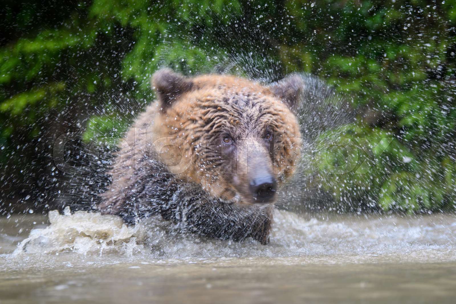 Wild adult Brown Bear (Ursus Arctos) splashing in the forest lake ...