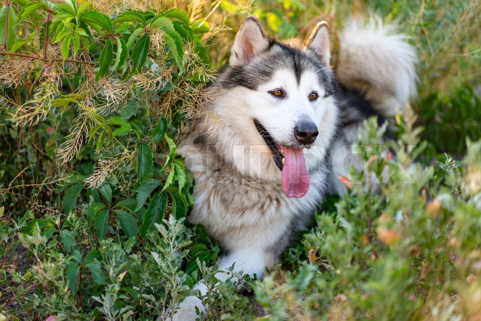Cute alaskan malamute with tongue out | Stock image | Colourbox