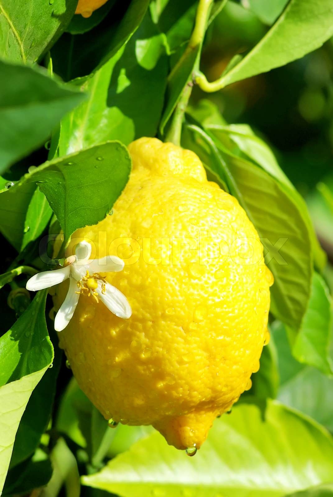 Yellow lemon and flower hanging on tree | Stock image | Colourbox