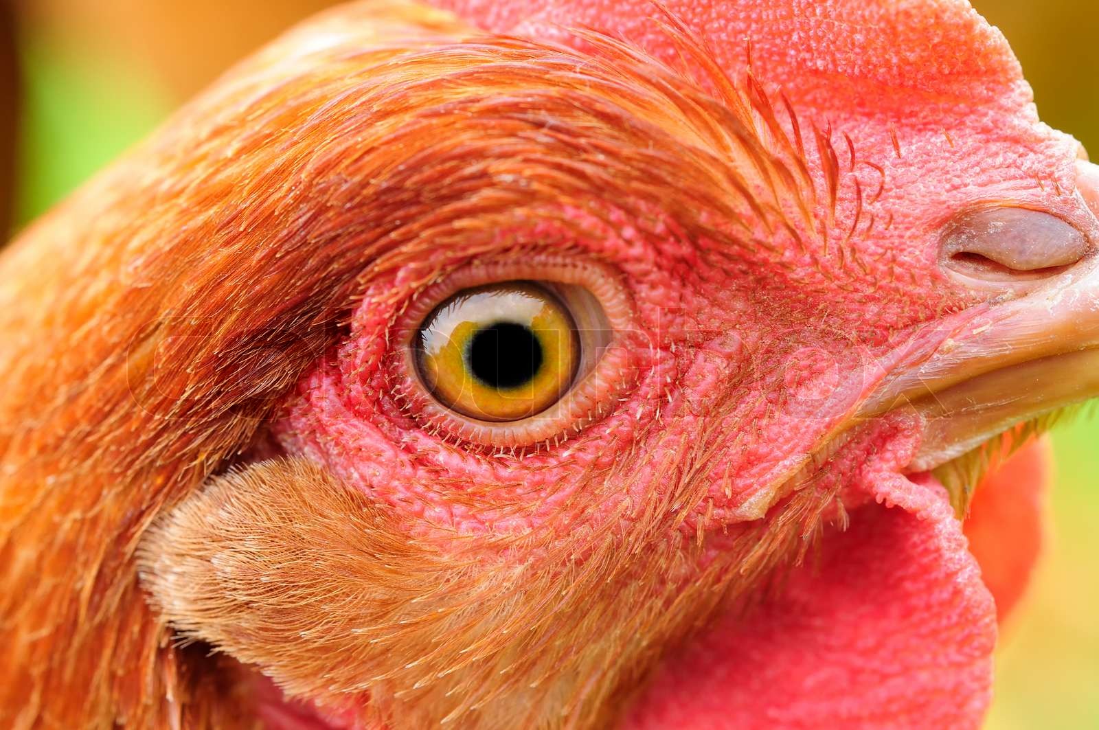 Chicken Eye Close-Up | Stock image | Colourbox