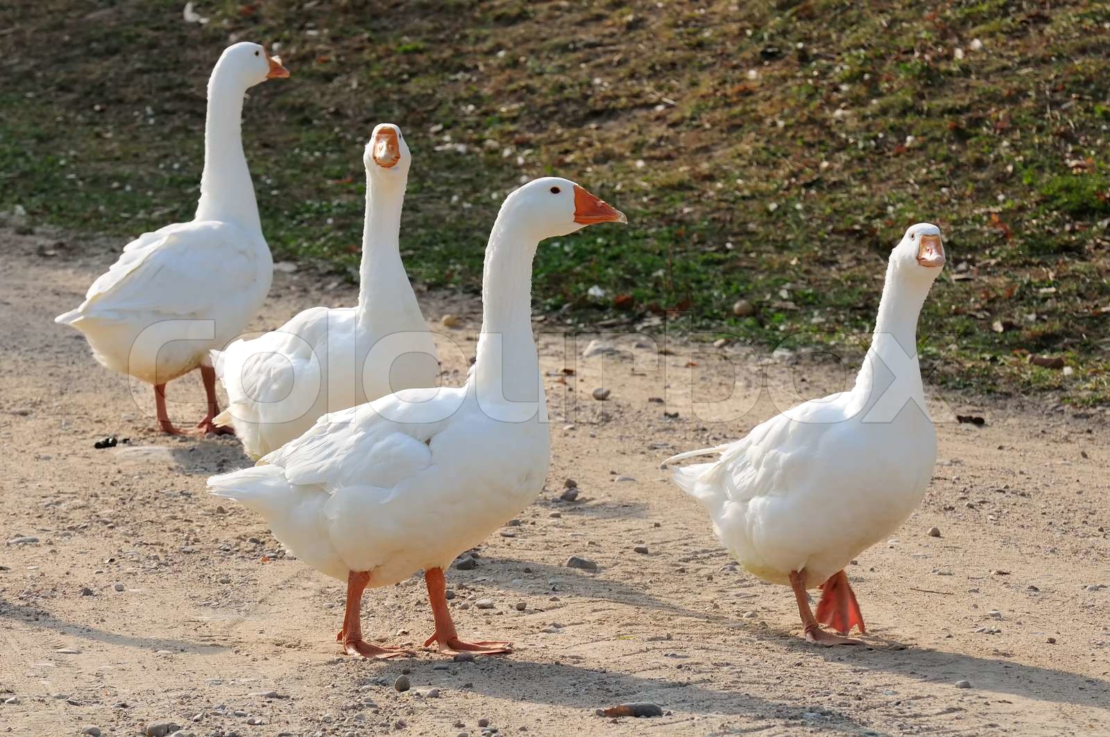 Gaggle of White Domestic Geese | Stock image | Colourbox